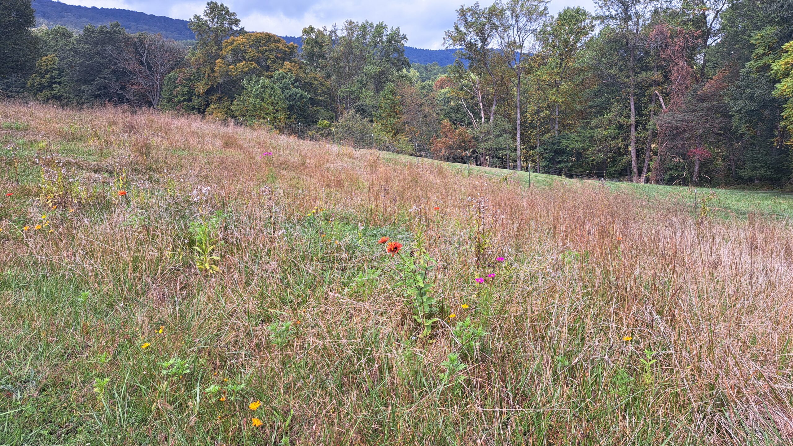 Creating a meadow out of the mundane - Virginia is for Gardeners